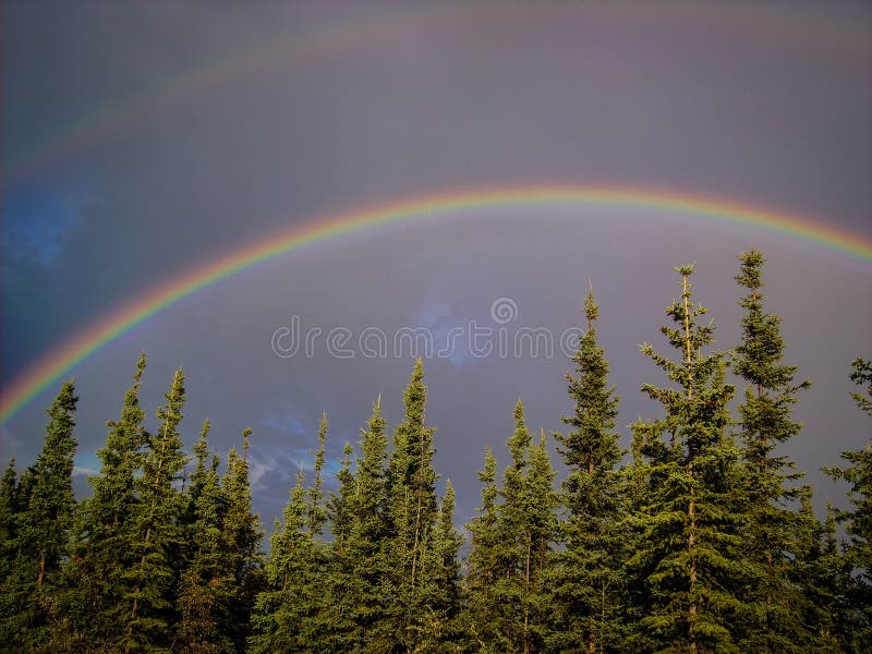 Rainbow Stretches Over the Tops of Trees Stock Photo - Image of skies ...