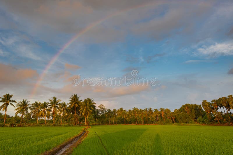 Rainbow during Sunrise Over Rice Field on Cloudy Day in South India ...