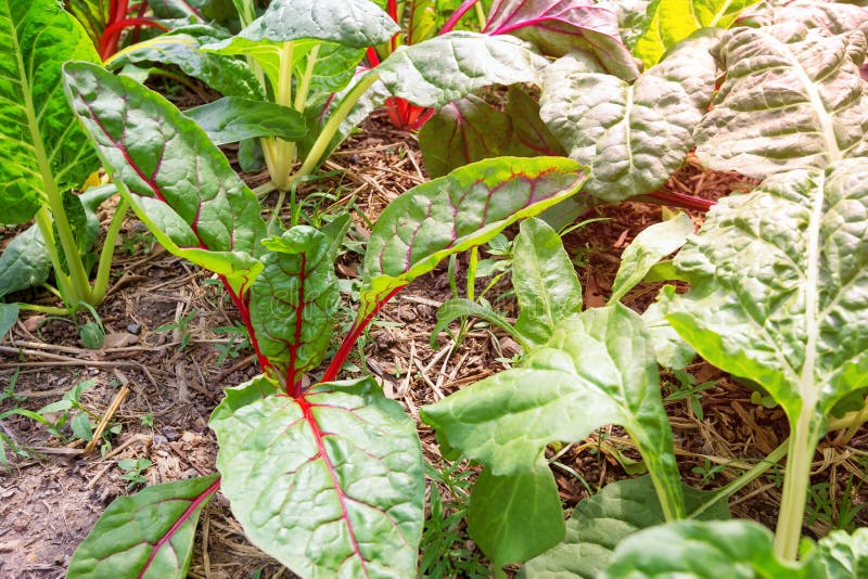 Rainbow Swiss Chard in Garden Stock Photo - Image of mineral, healthy ...