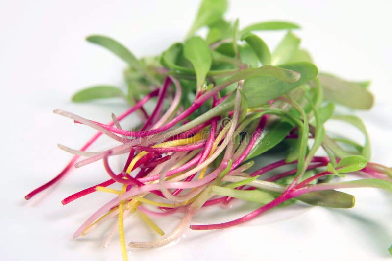 Rainbow Swiss Chard Microgreens Stock Photo - Image of salad, rainbow ...