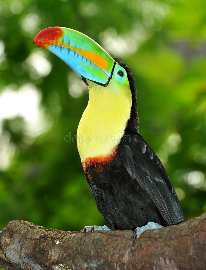 Rainbow Toucan stock image. Image of claws, rainbow, toucan - 14585757
