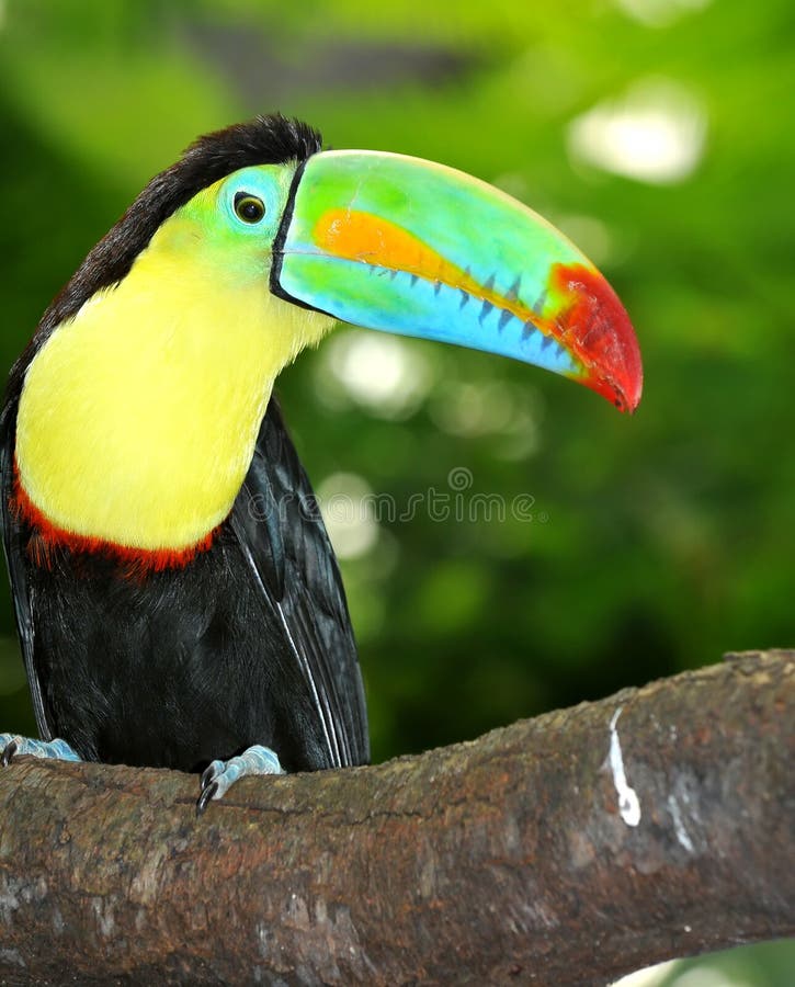 Rainbow toucan stock image. Image of coloured, curious - 14585763