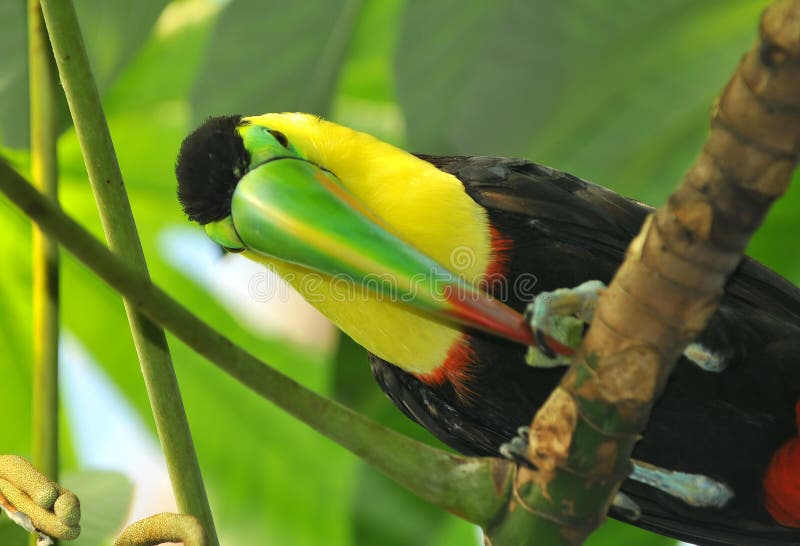 Toucan Beak Open Stock Photos - Download 58 Royalty Free Photos