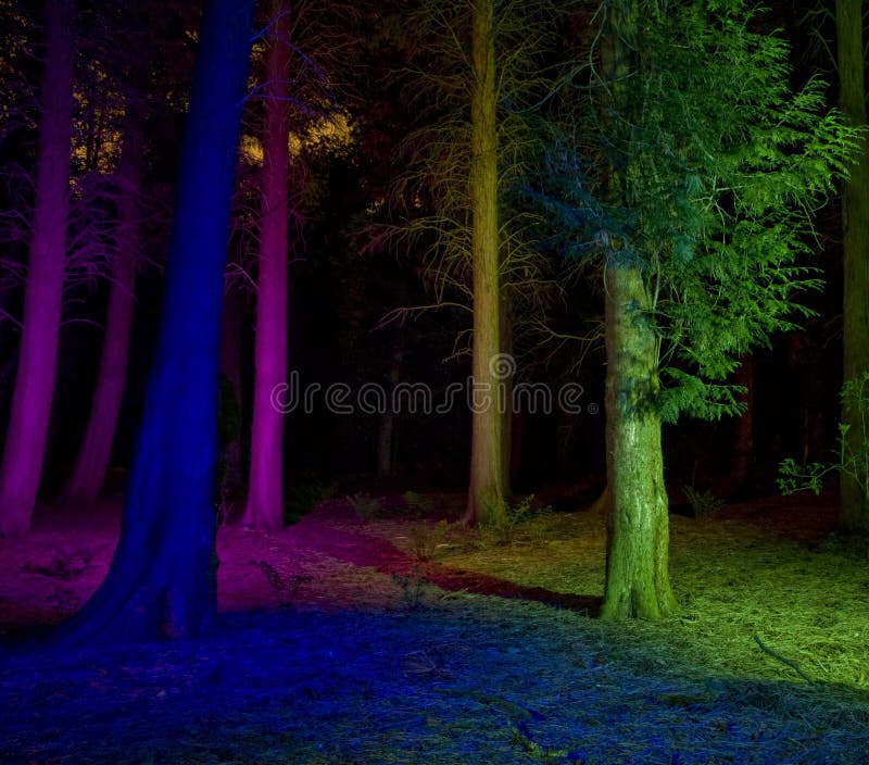 Rainbow tree stock image. Image of ground, tree, snapped - 22991865