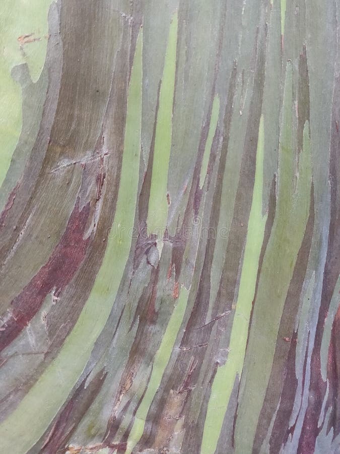 Rainbow Tree Bark Hawaii Maui Stock Photo - Image of hawaii, bark ...