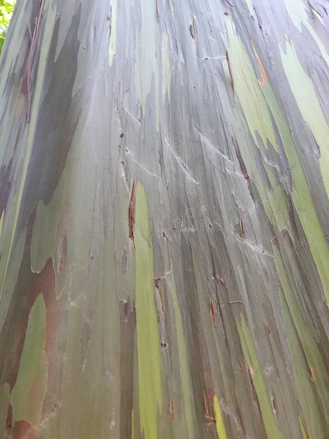 Rainbow Tree Bark Hawaii Maui Stock Image - Image of rainbow, bark ...