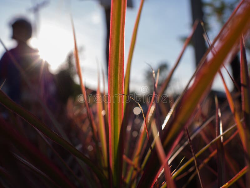Rainbow Tree Behind the Sun Light Stock Image - Image of fresh ...