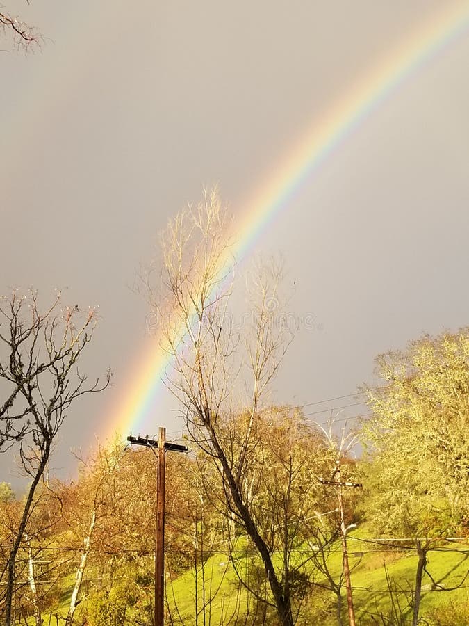 Rainbow Tree and Colorful Branch Stock Image - Image of branch, rainbow ...
