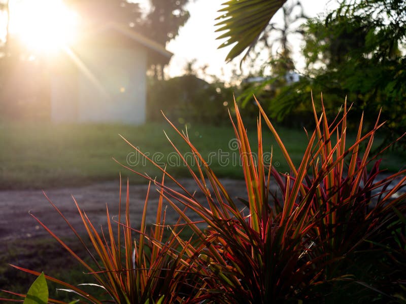 Rainbow Tree Growing Behind the Sun Light Stock Photo - Image of house ...