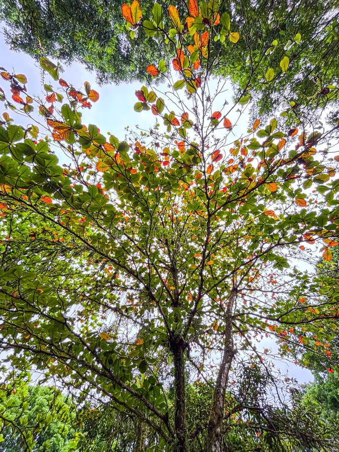 Rainbow tree stock image. Image of forest, leave, rainbow - 368906867