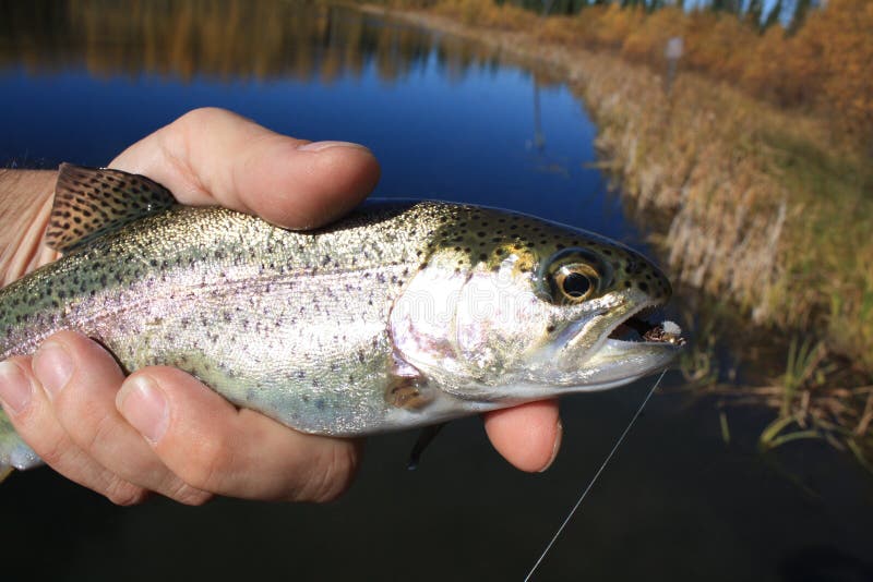 Rainbow Trout stock image. Image of fish, water, fishing - 1319151