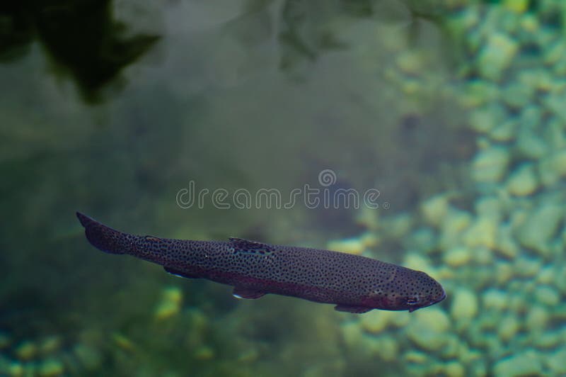 Rainbow Trout stock image. Image of underwater, pond - 29178991