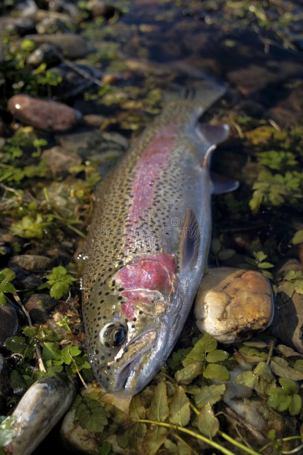 Rainbow trout stock image. Image of catch, macro, head - 7268879