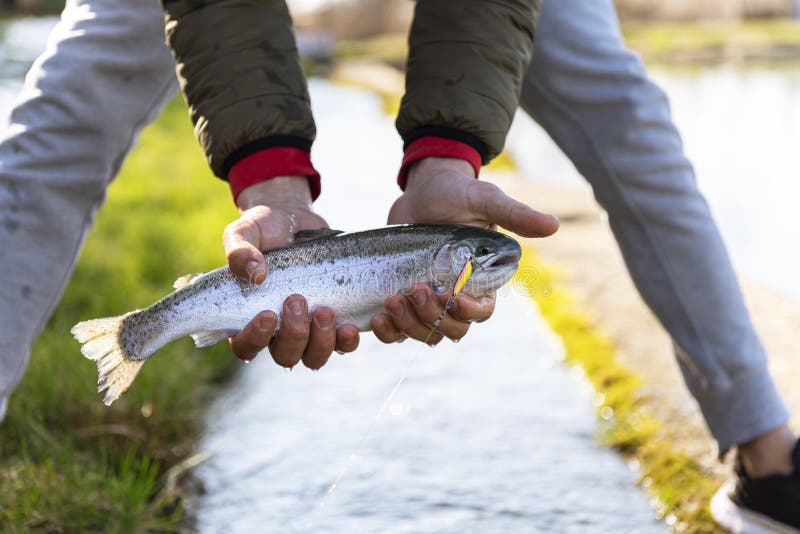Catch of a Rainbow Trout by a Fly Fisherman in the River Stock Photo ...