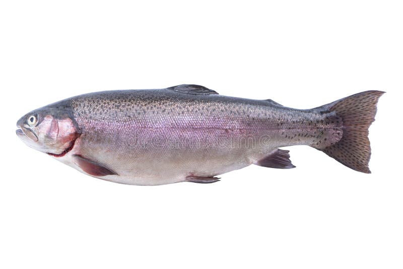 Rainbow Trout Fish Isolated on White Background. Fresh Wild Trout ...