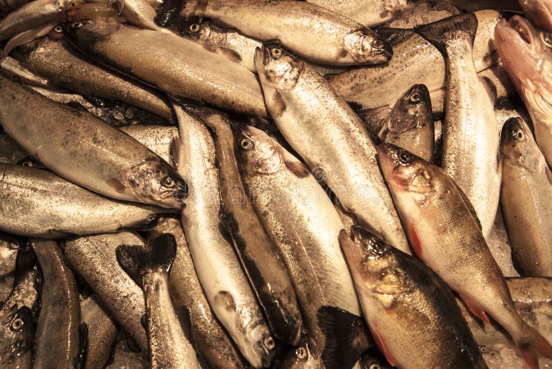 Trout. Fresh Fish with Spices, Lemon and Onions. Stock Image - Image of ...