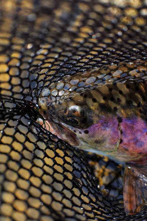 Rainbow trout stock photo. Image of macro, flyfishing - 7718750