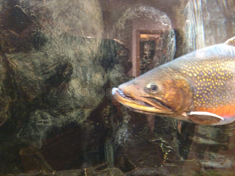 Rainbow Trout Shows Sharp Teeth Stock Photo - Image of rainbow, trout ...