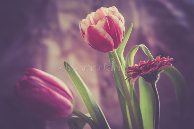 Rainbow Tulip Field stock image. Image of blossom, natural - 875253