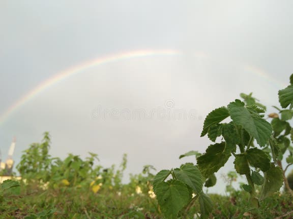 Rainbow editorial photography. Image of rainbow, grew - 124712532