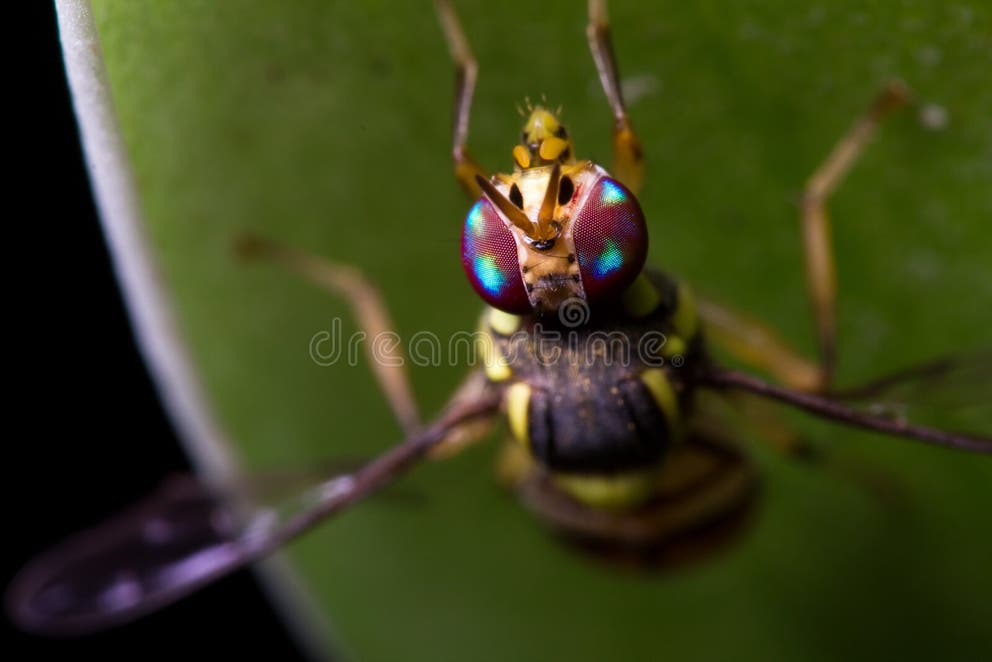 Rainbow wasp stock photo. Image of morning, wasp, purple - 64719972