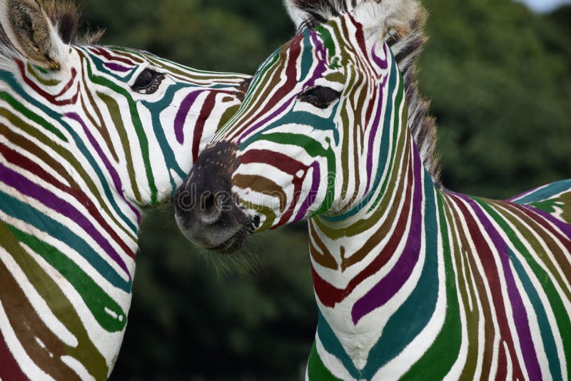 Rainbow Zebra Backgrounds