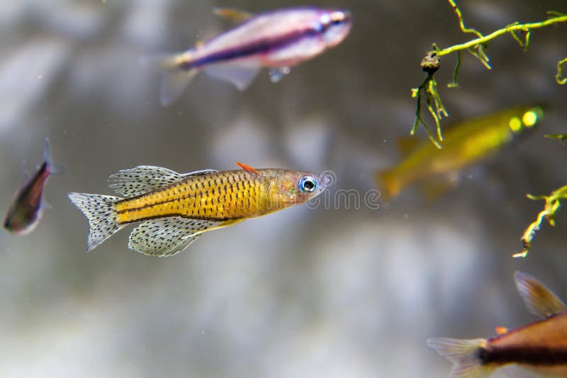 Melanotaenia Affinis Di Rainbowfish Della Nuova Guinea Immagine Stock ...