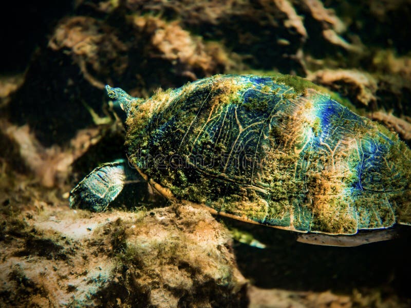 Rainbows Refract on a Turtle S Shell Underwater in the Clear Blue ...