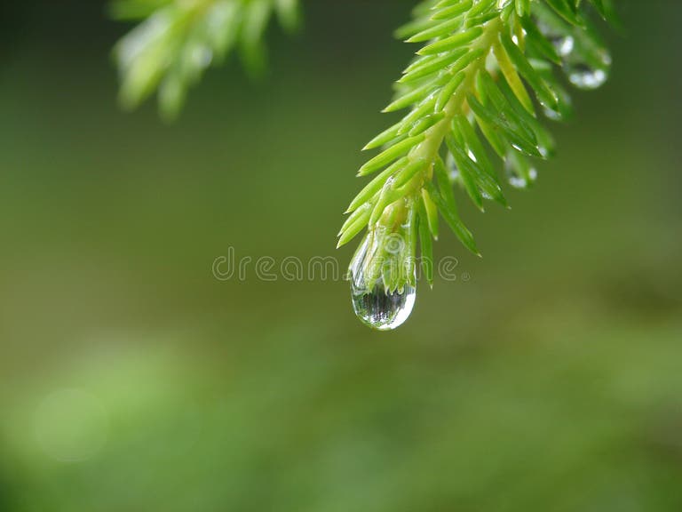 7,505 Single Raindrop Stock Photos - Free & Royalty-Free Stock Photos ...