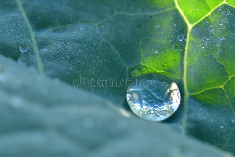 Raindrop on a cabbage leaf stock image. Image of blue - 401026481