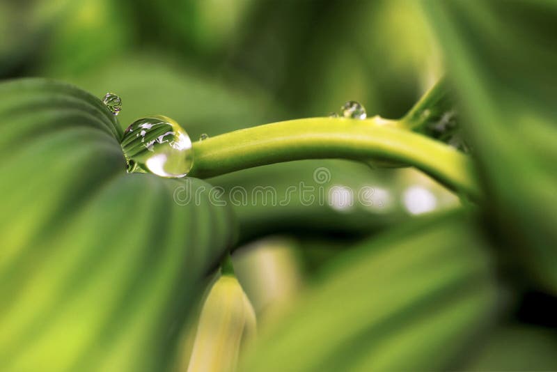 A Raindrop Close-up on a Green Plant. Stock Photo - Image of green ...