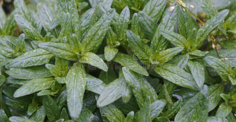 A Raindrop on a Densely Packed Small Leaf Stock Image - Image of ...
