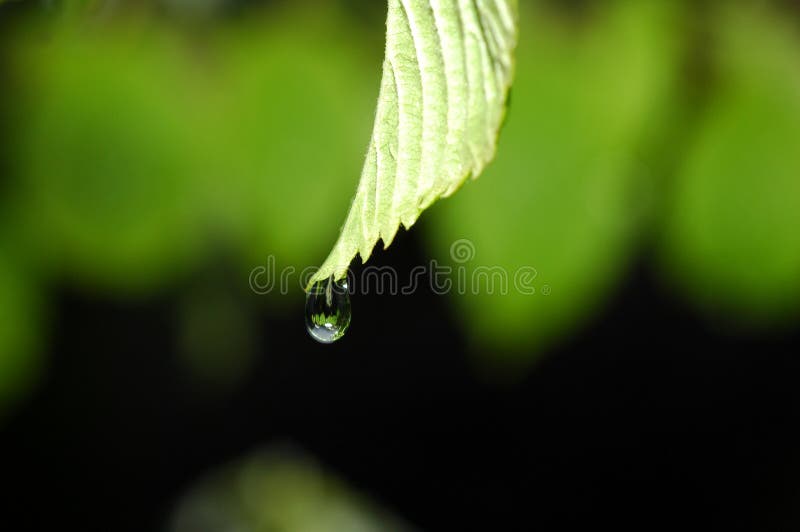 Raindrop falling stock photo. Image of drop, green, nature - 910950