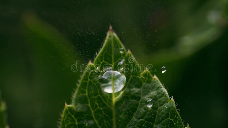 Raindrop Falls on a Leaf in a Natural Setting, Extreme Close Up ...