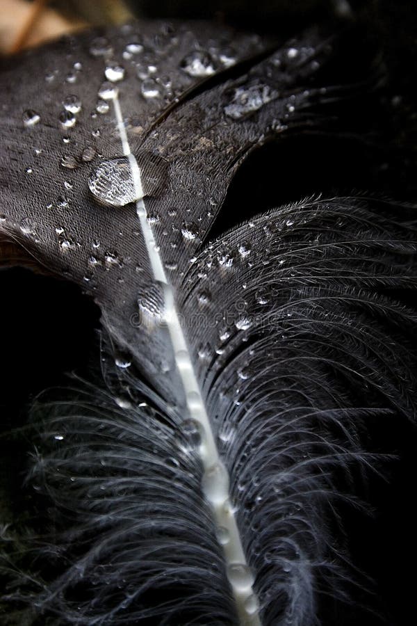 Raindrop Feather stock image. Image of drop, gray, color - 21946313