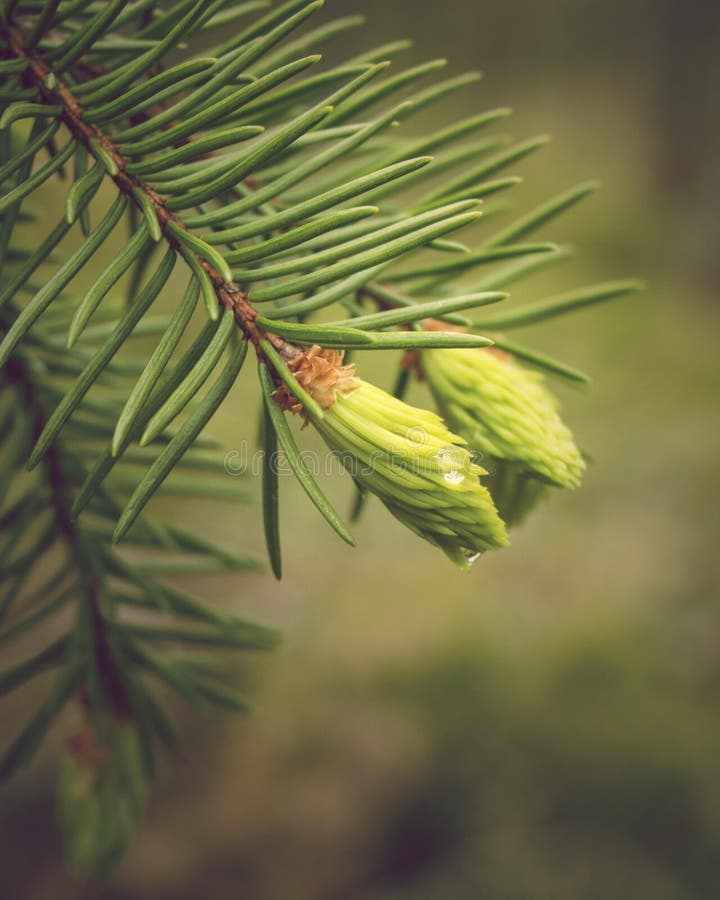 Raindrop on fir tree bud. stock image. Image of brown - 187863199