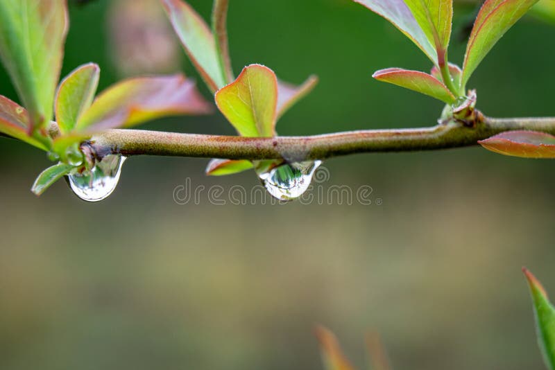 Raindrop Hanging from Branch with Reflection Stock Photo - Image of ...