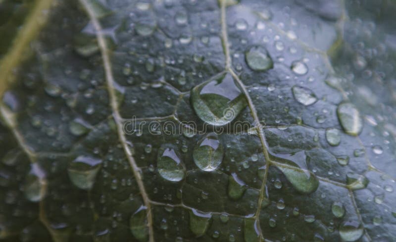 Raindrop on a large leaf stock image. Image of raindrop - 373493129