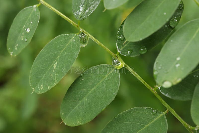Amorpha Fruticosa in the Rainy Autumn Forest Stock Image - Image of ...