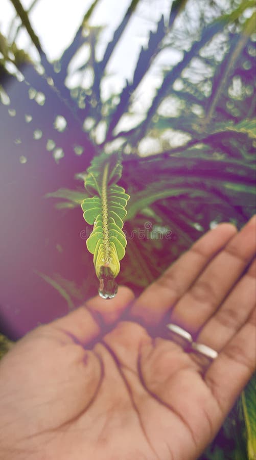 Raindrop on Leaf and Human Hand Stock Image - Image of plant, petal ...