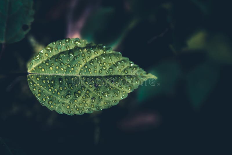 Big raindrop on a leaf stock photo. Image of rainy, raindrops - 125668512