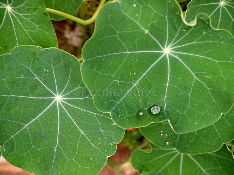 Raindrop on leaf stock image. Image of raindrops, freshness - 73706705