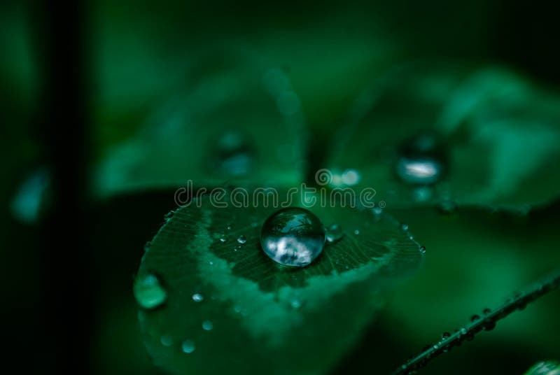 Big raindrop on a leaf stock photo. Image of rainy, raindrops - 125668512