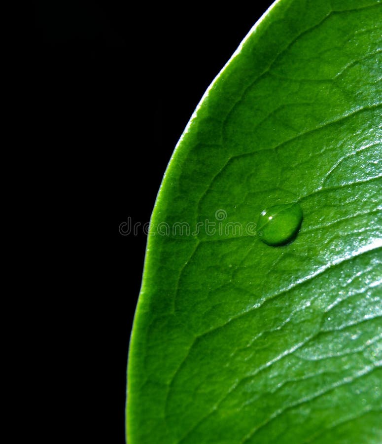 Big raindrop on a leaf stock photo. Image of rainy, raindrops - 125668512