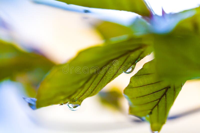 Raindrop on a leaf stock image. Image of water, outdoors - 84991203