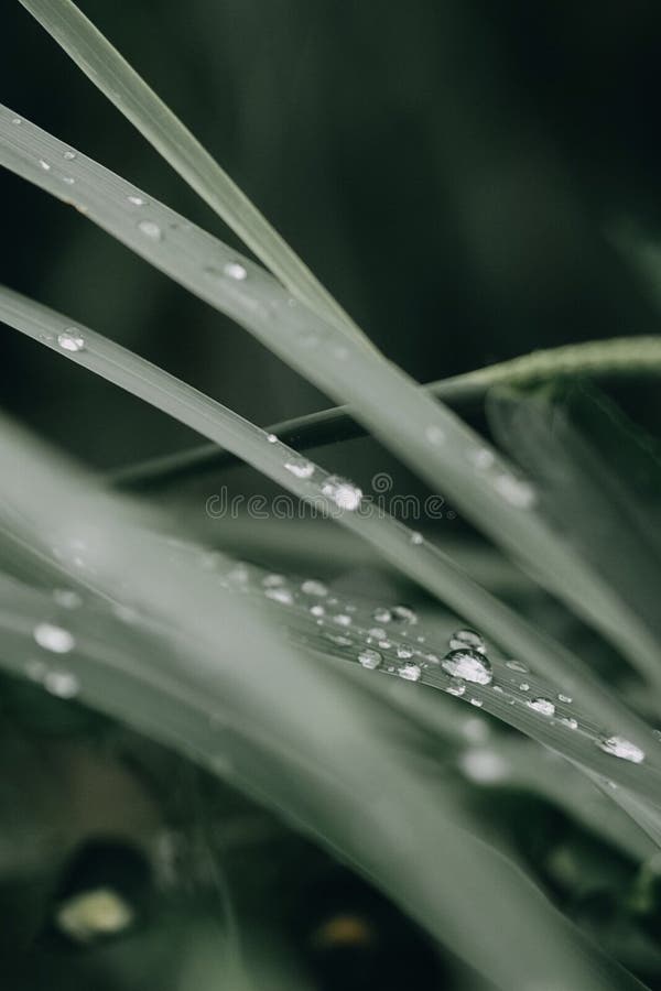 Raindrop on Leaves is True Natural Stock Image - Image of frost, land ...