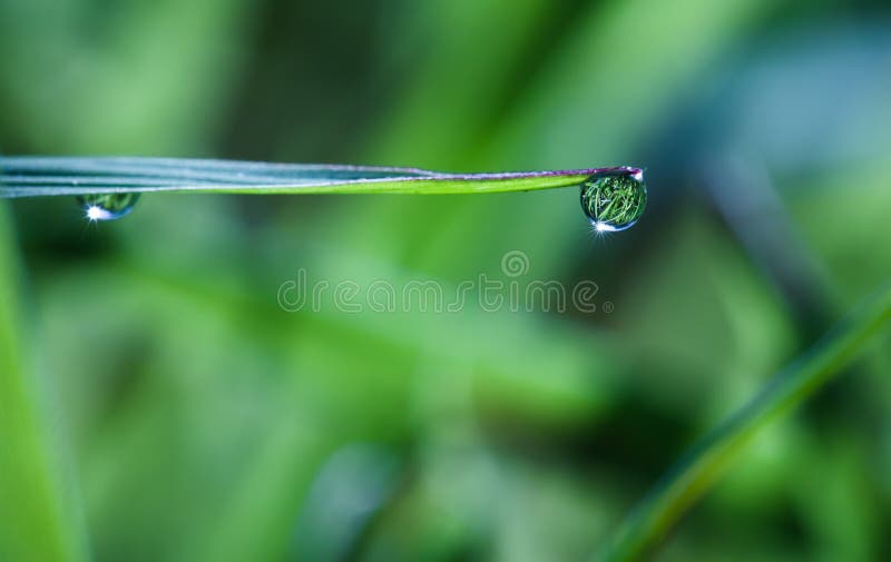 Raindrop Macro Close Up On Green Grass Stock Image Image Of Delicate