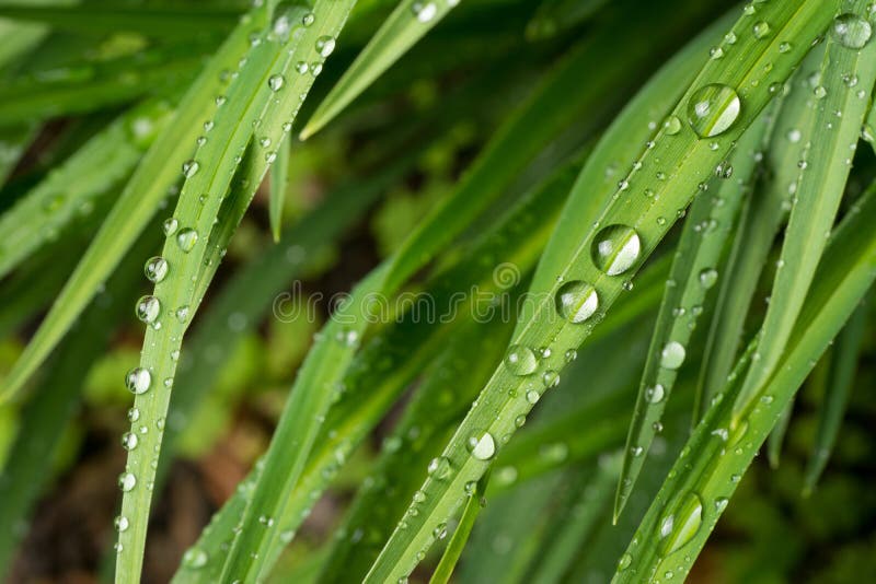 Raindrop Macro stock image. Image of healthy, natural - 33627881