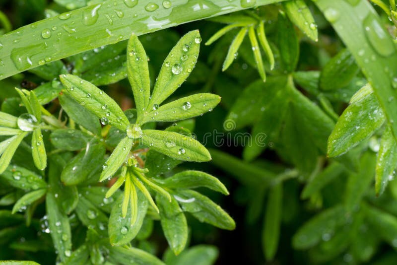 Raindrop Macro stock image. Image of liquid, healthy - 33627885