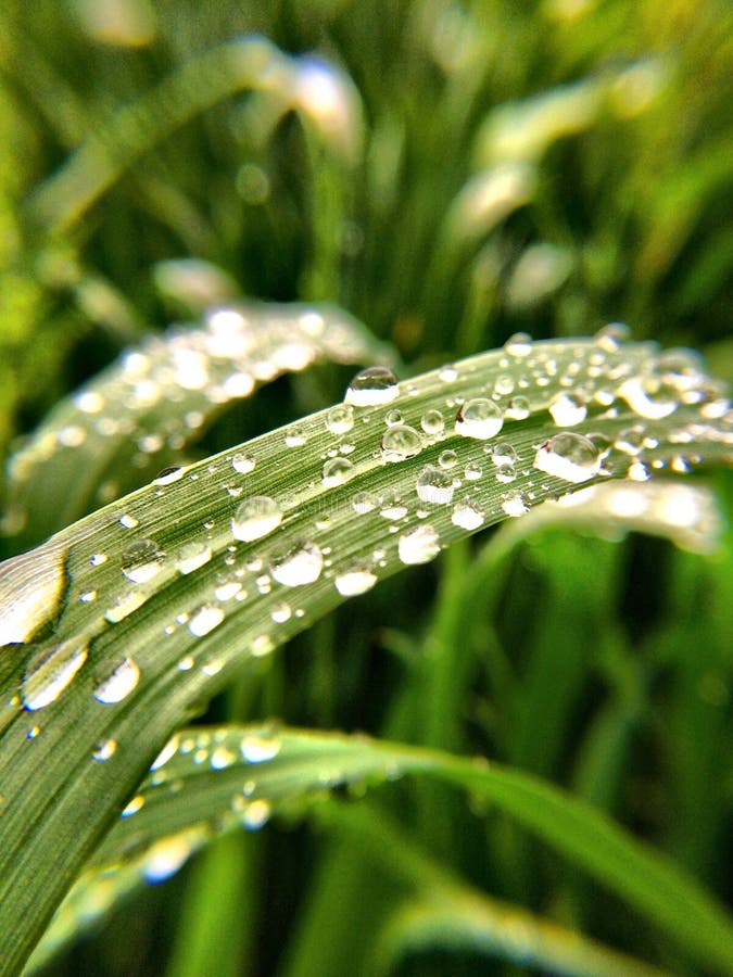 Raindrop editorial photo. Image of raindrop, macro, water - 97255546